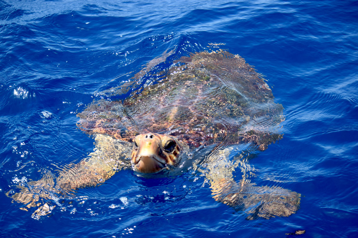 Sea Turtles - Whale Watch Tenerife