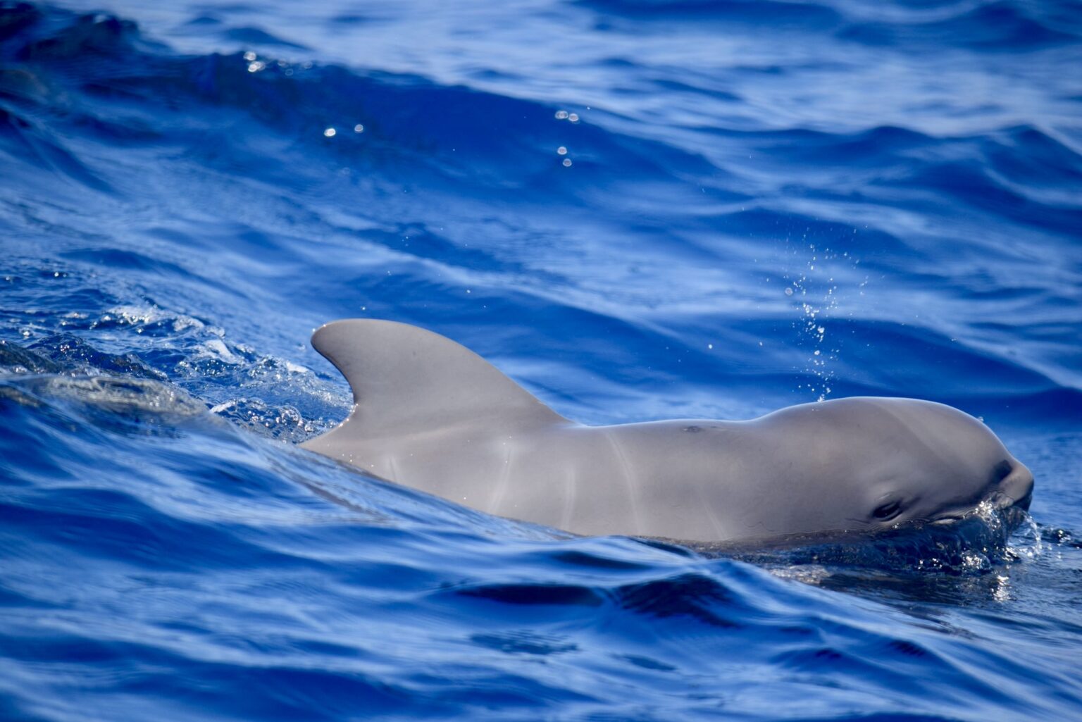 The impact of climate change on cetaceans - Whale Watch Tenerife
