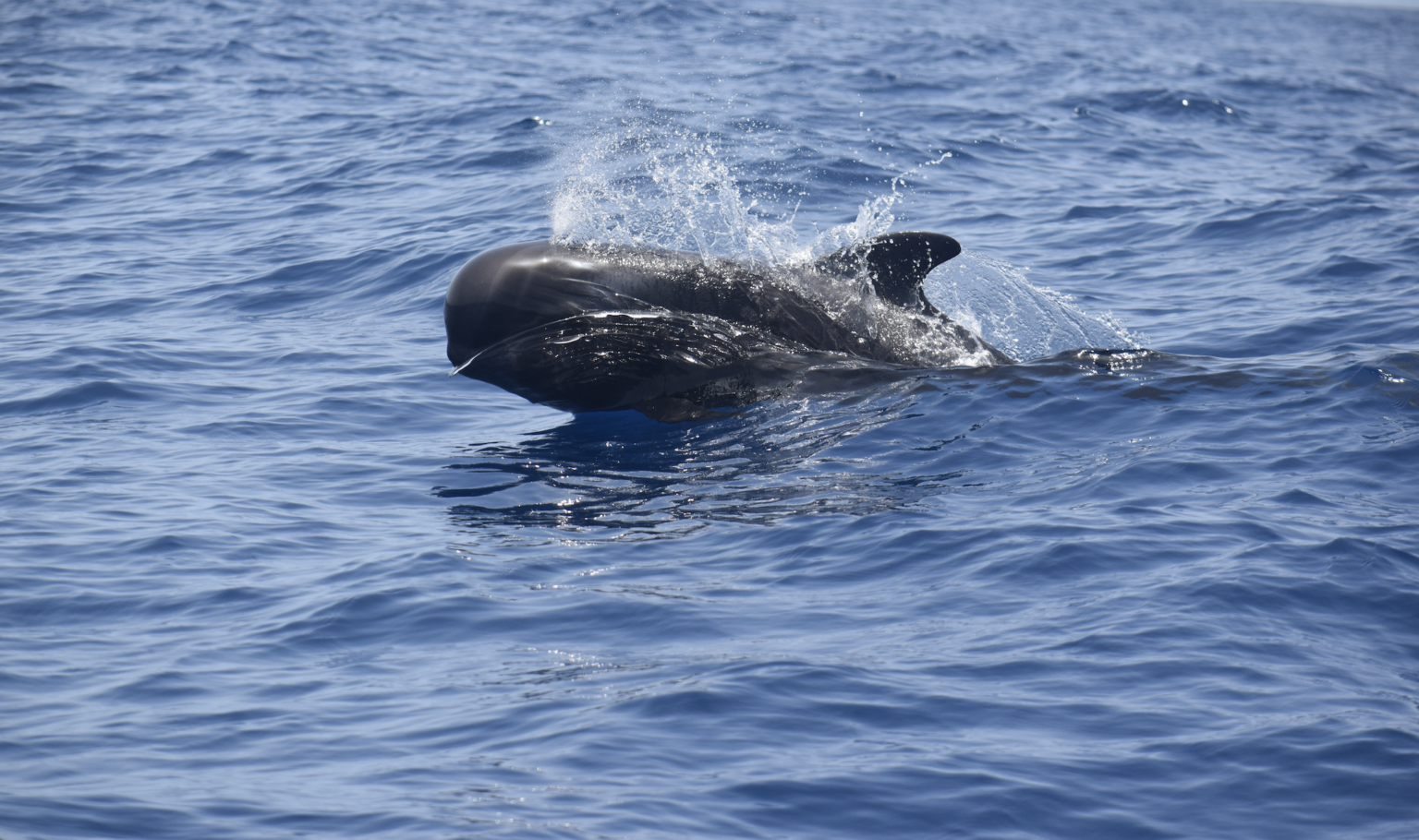 The Body Language of Cetaceans: What Their Jumps, Blows, and Fin Slaps ...