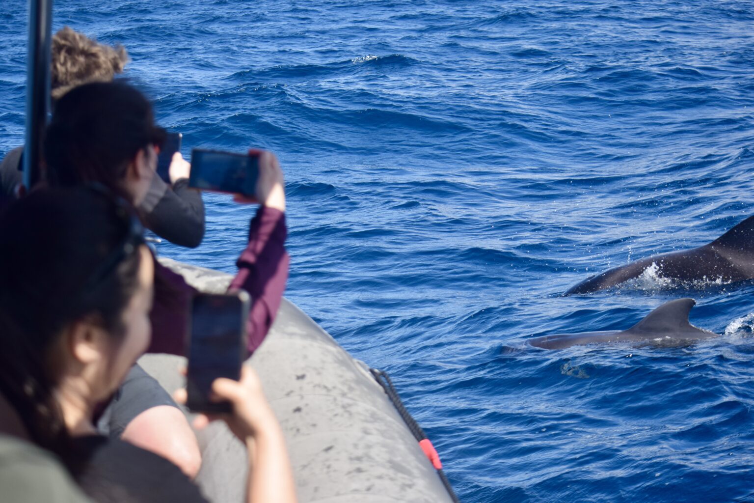 How does noise pollution affect cetaceans? - Whale Watch Tenerife