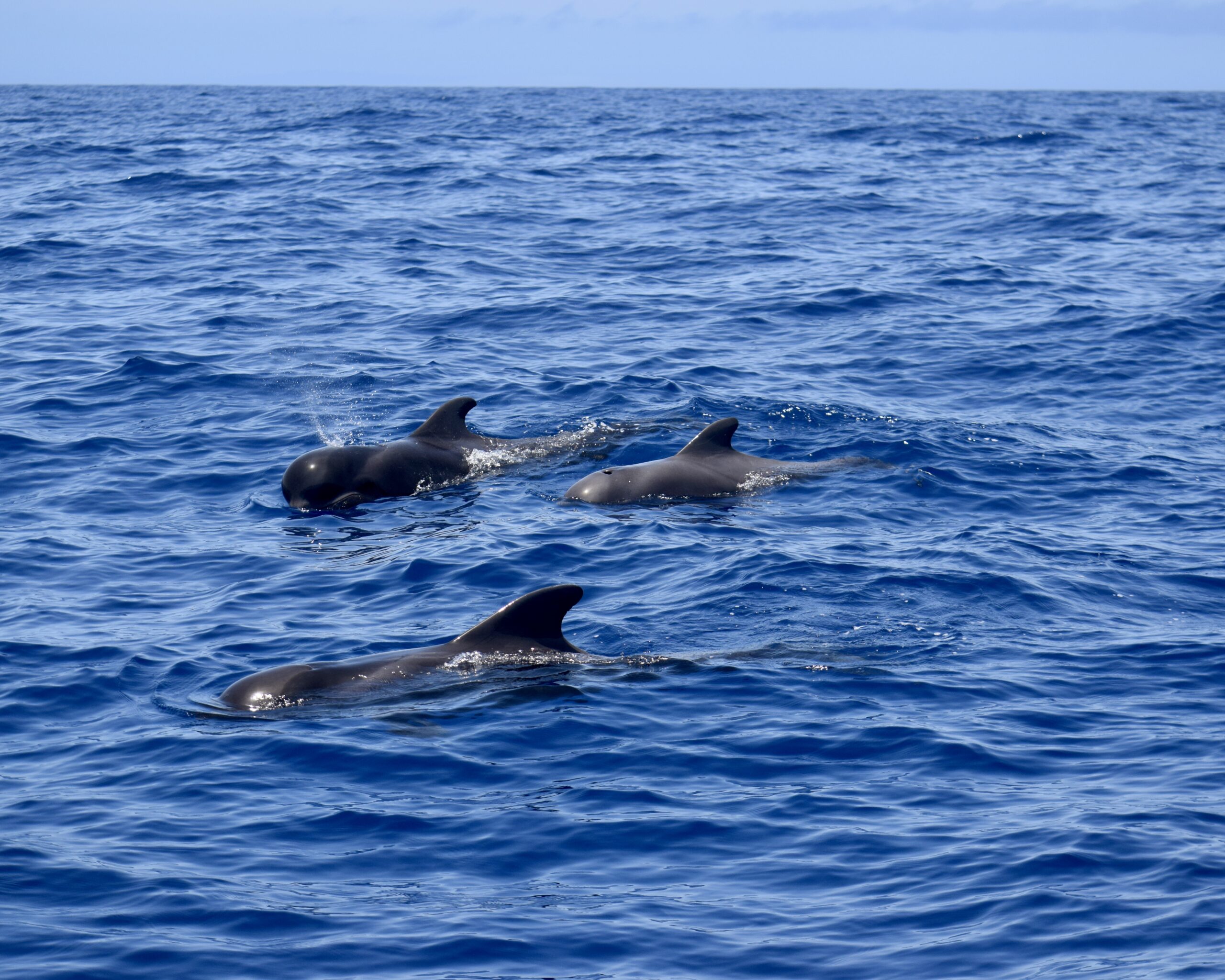 The social lives of whales and dolphins in Tenerife: family bonds and ...